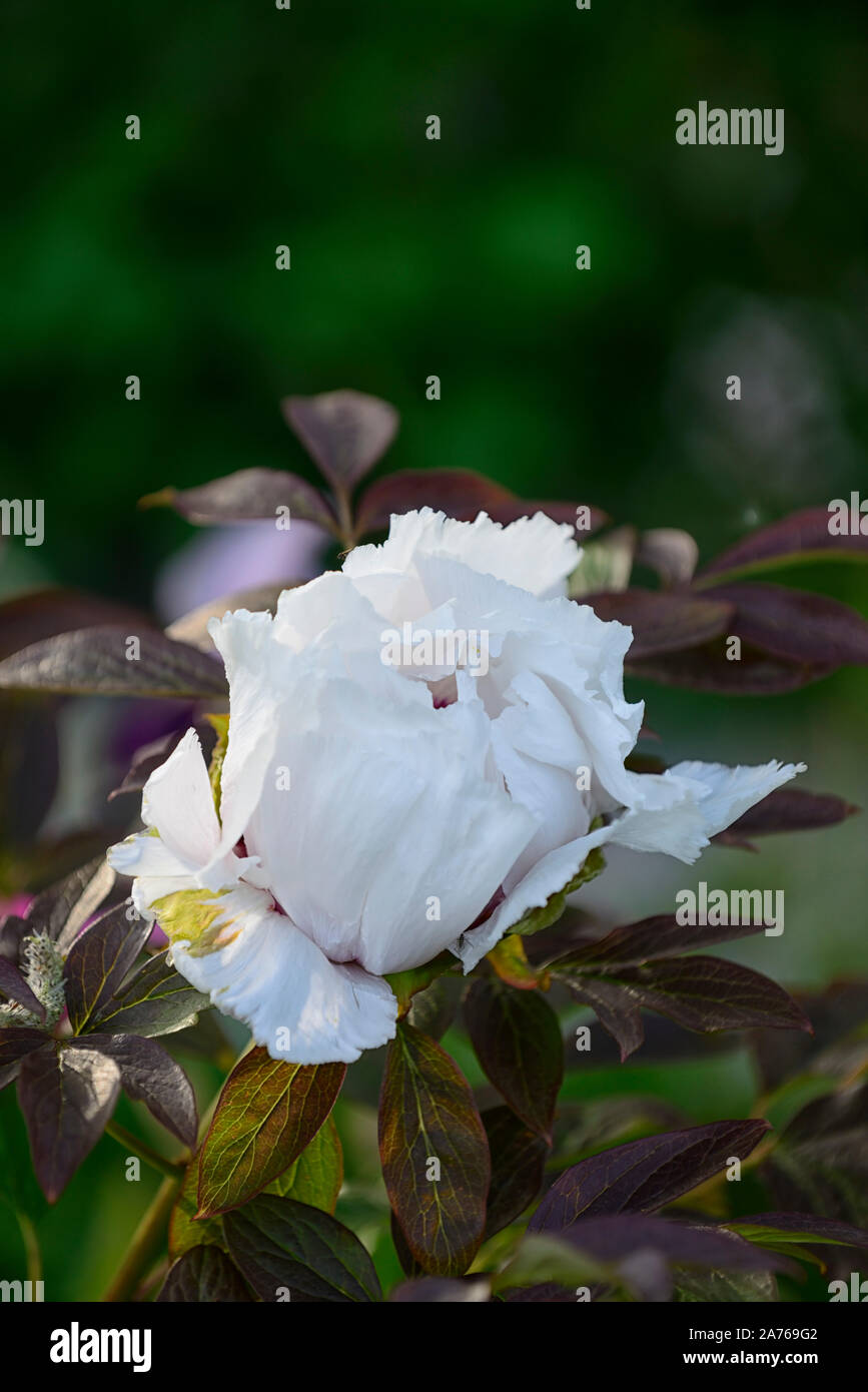 Paeonia suffruticosa Kingdom of the Moon, Gessekai,white coloured ...