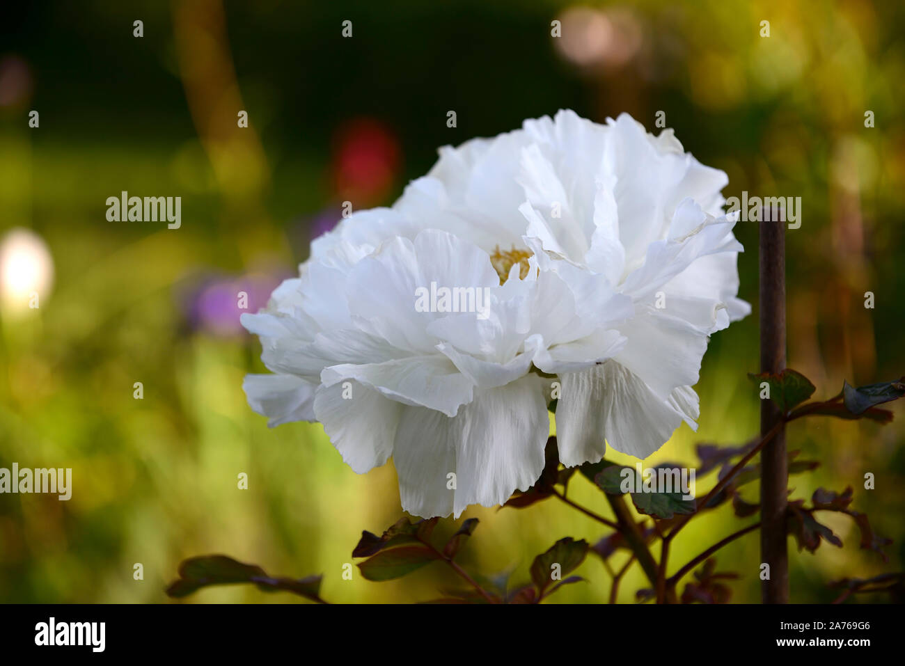 Gessekai hi-res stock photography and images - Alamy