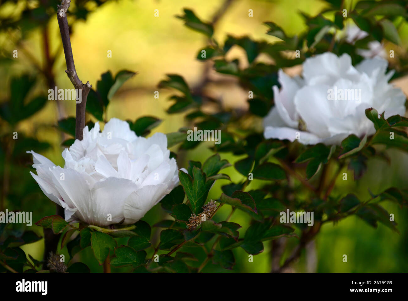 Gessekai hi-res stock photography and images - Alamy