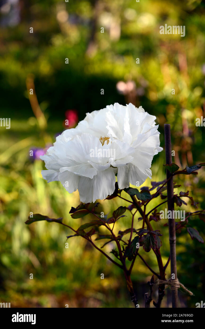 Paeonia suffruticosa kingdom of the moon hi-res stock photography and ...