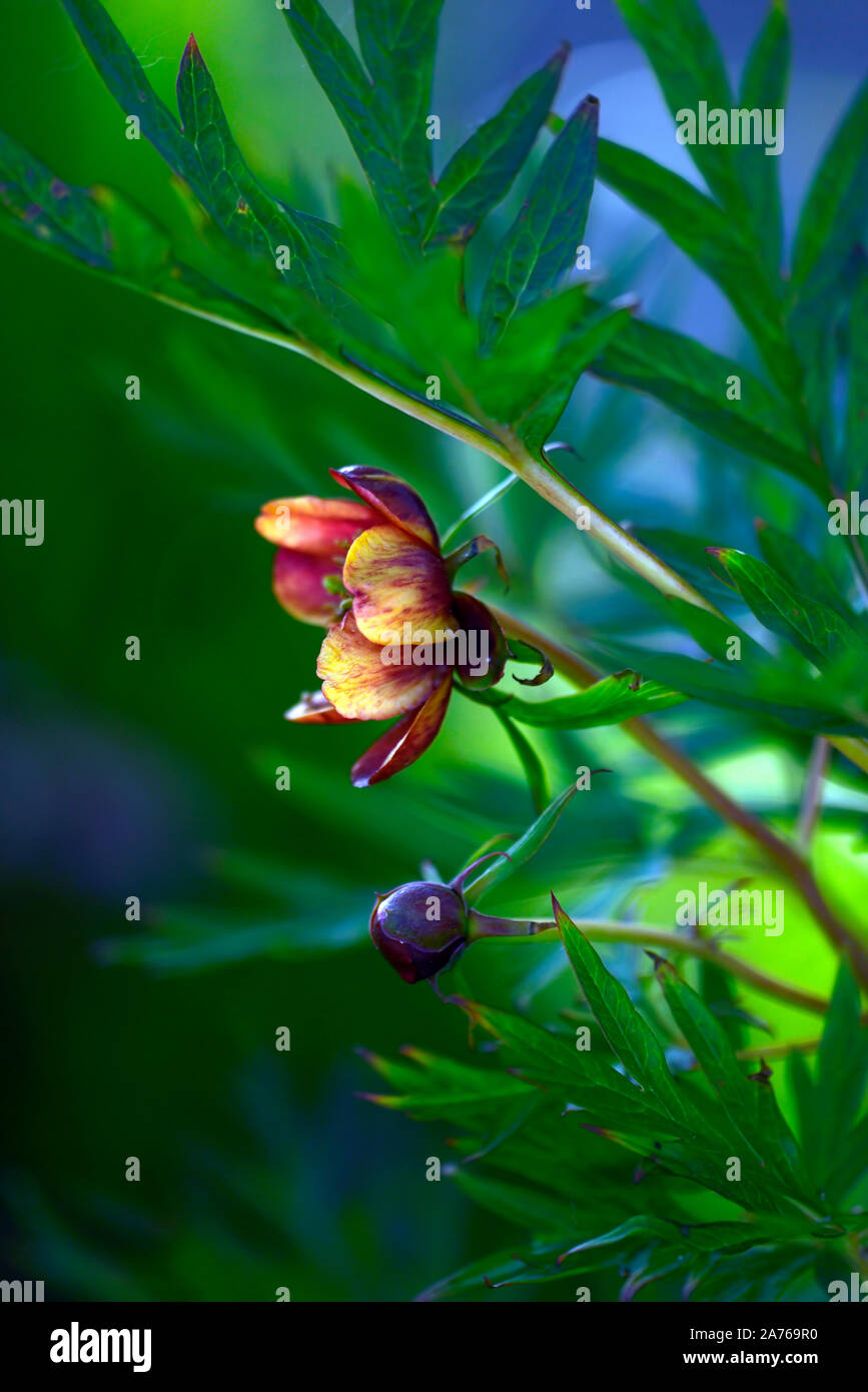 Paeonia suffruticosa Gauguin,peach orange flower,flowers,flower,tree ...