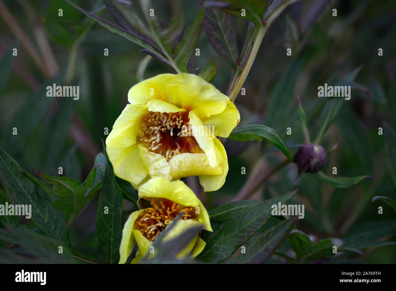 Paeonia argosy hi-res stock photography and images - Alamy