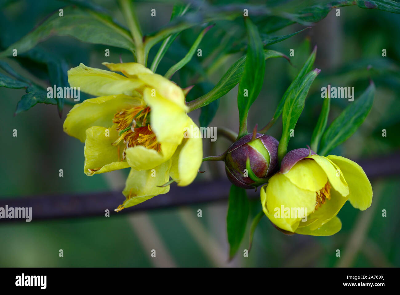 Yellow tree peony hi-res stock photography and images - Alamy