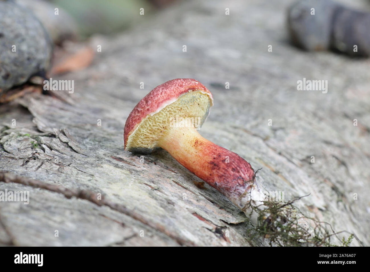 Boletellus hi-res stock photography and images - Alamy