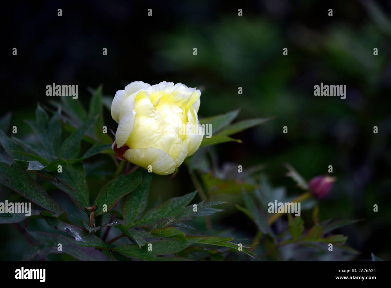 Paeonia lutea hybrid Tria, Lutea hybrid tree peony, Tree peony Tria ...
