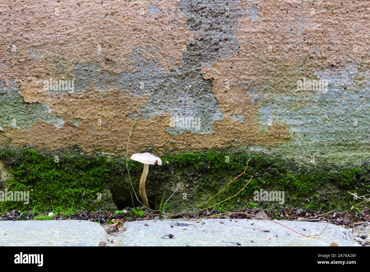 Mushroom house brown hi-res stock photography and images - Alamy