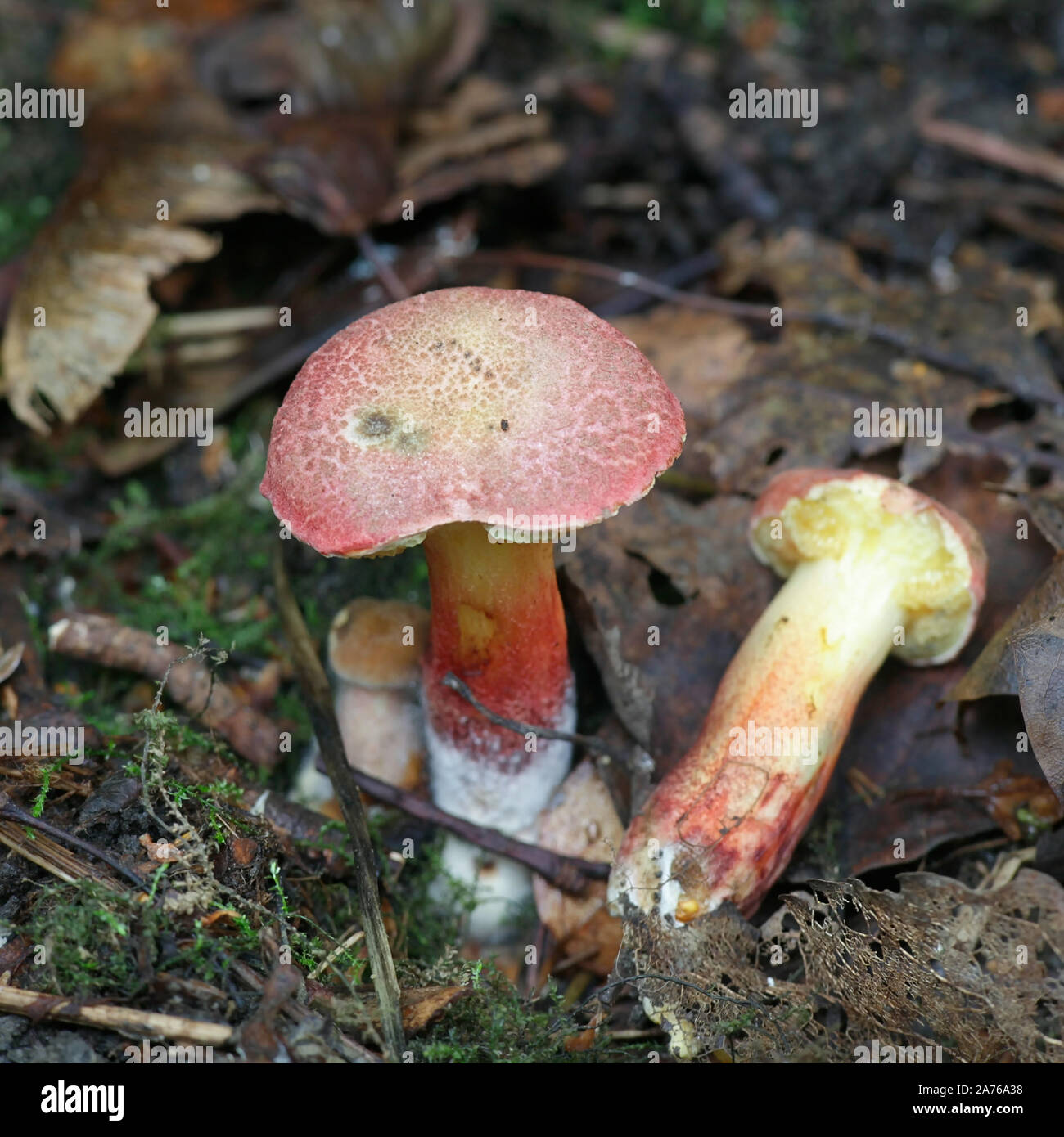 Xerocomus fennicus, red bolete from Finland Stock Photo - Alamy