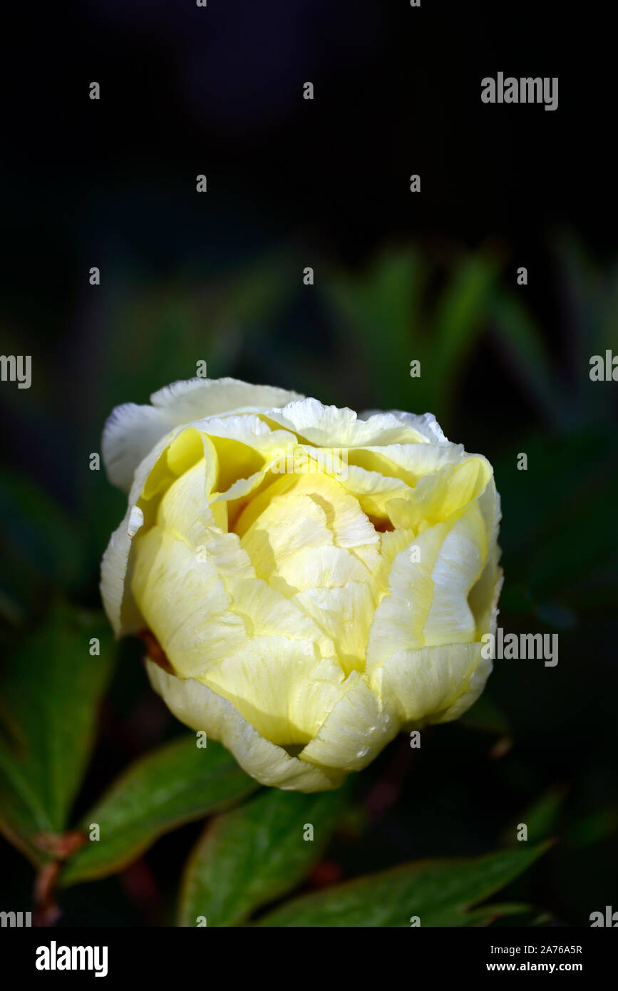 Paeonia lutea hybrid Tria, Lutea hybrid tree peony, Tree peony Tria ...