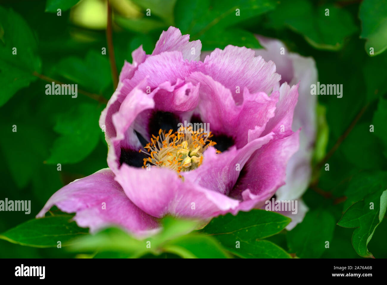 Single peonies hi-res stock photography and images - Alamy