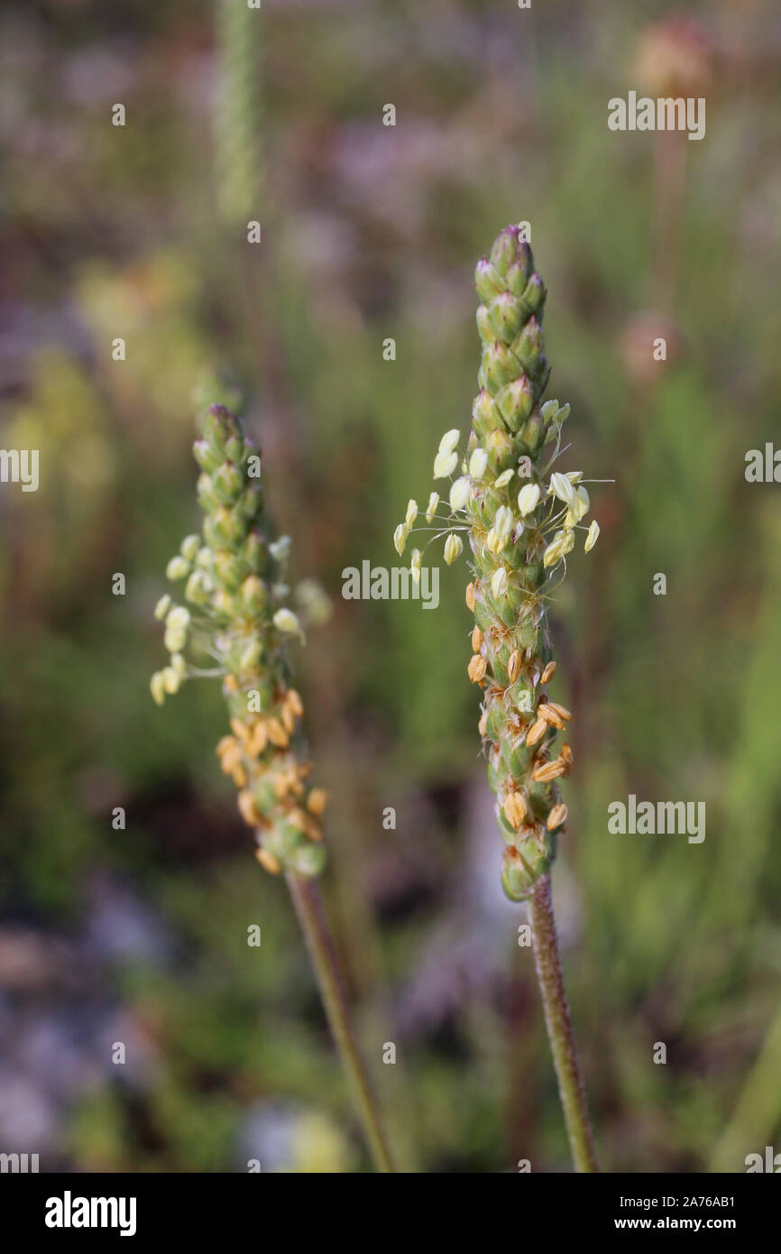 Plantago subulata - wild flower Stock Photo - Alamy