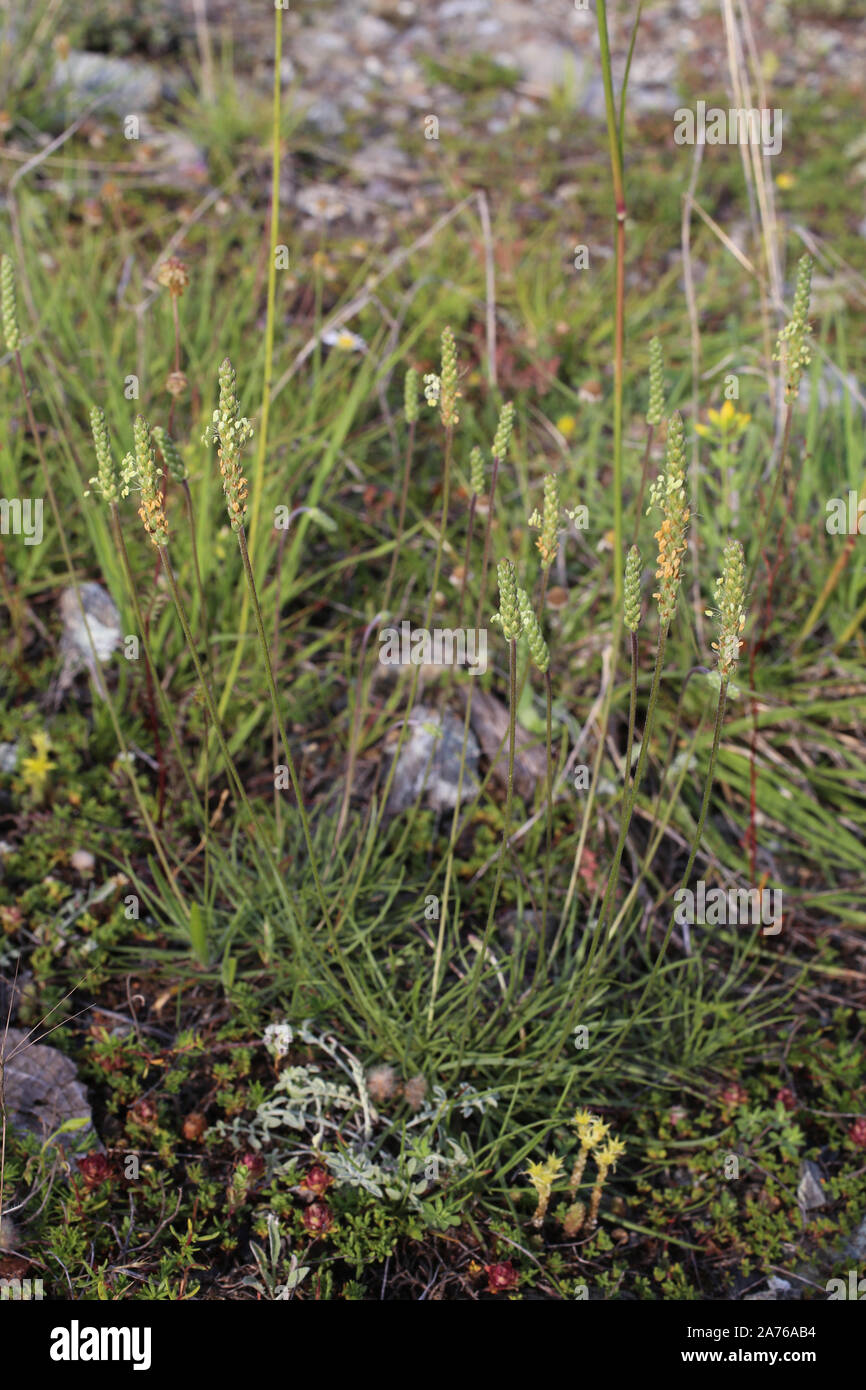 Plantago subulata - wild flower Stock Photo - Alamy