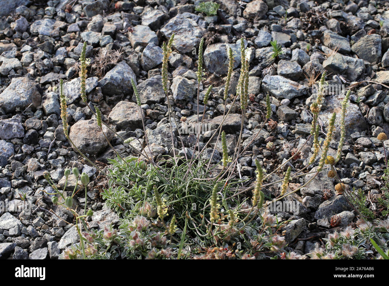 Plantago subulata plantago subulata hi-res stock photography and images ...
