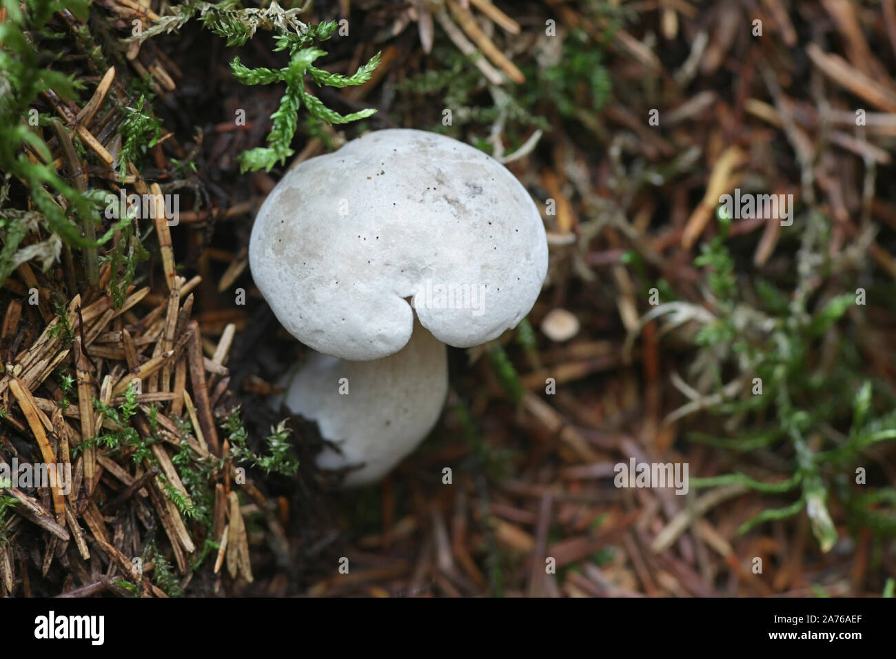 Clitocybe odora, known as aniseed toadstool, aniseed funnelcap or ...