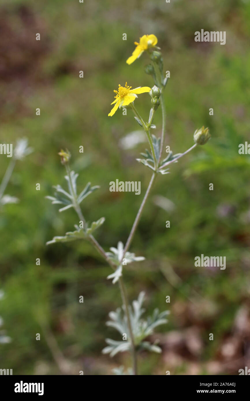 Neglecta plants hi-res stock photography and images - Alamy
