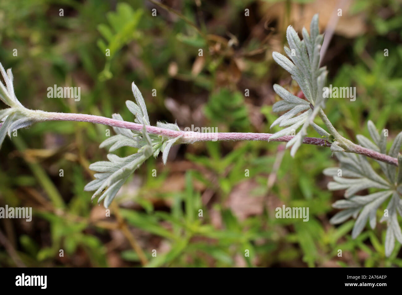 Neglecta plants hi-res stock photography and images - Alamy