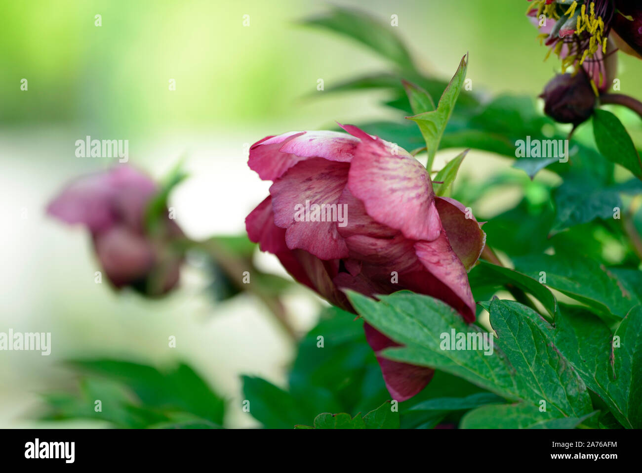 Pink coral tree hi-res stock photography and images - Alamy