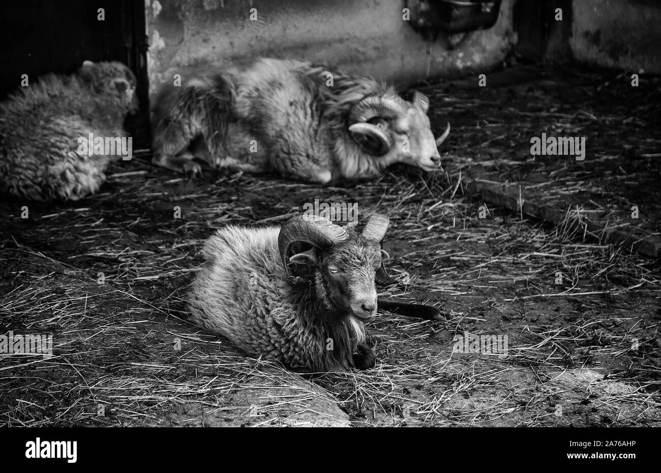 Muflon on a farm, detail of horned mammal animal Stock Photo - Alamy