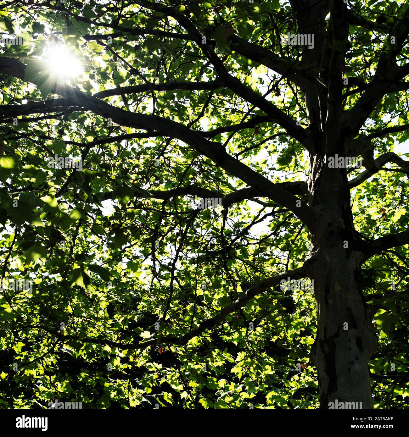 Beautiful lighting breaking through big green leaves on a summer day ...