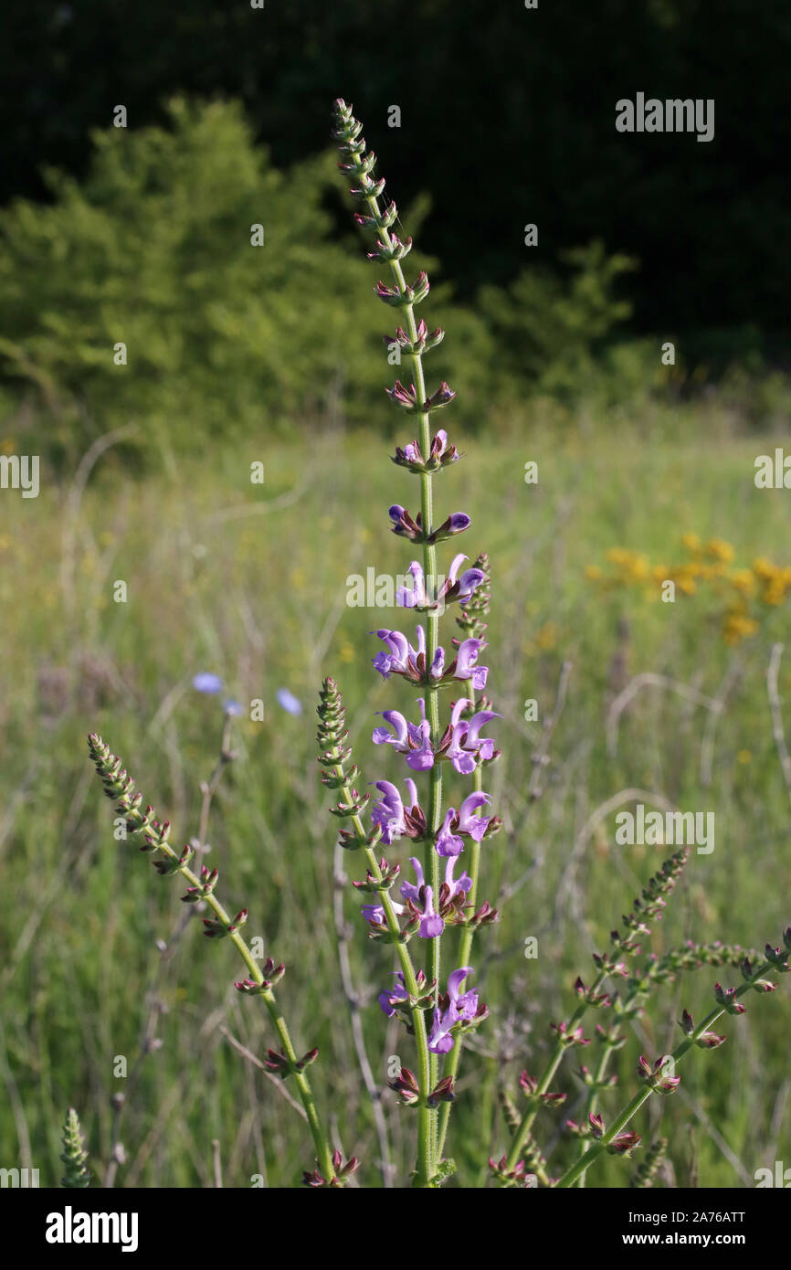 Salvia virgata - wild flower Stock Photo - Alamy