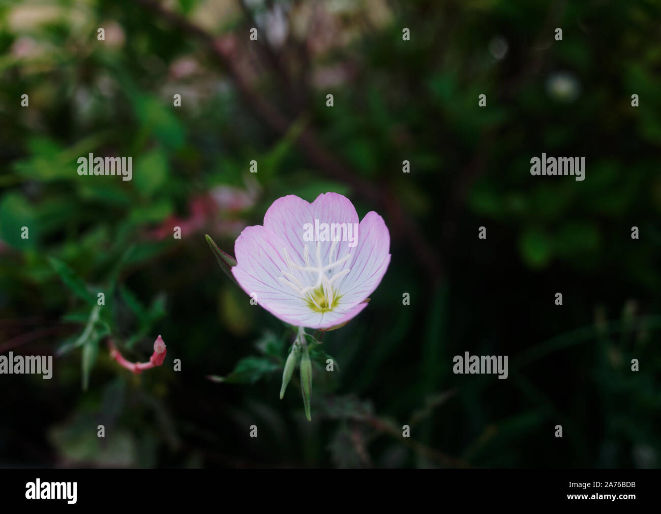 Oenothera speciosa is a species of evening primrose commonly known as ...