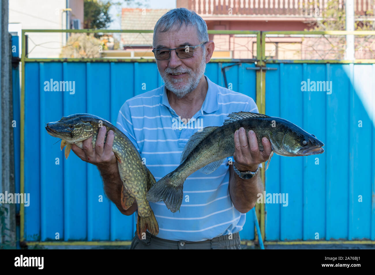 Senior man holds caught fish in his hand - Esox lucius and Stizostedion ...
