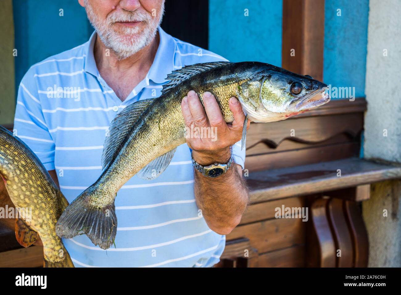Zander teeth hi-res stock photography and images - Alamy
