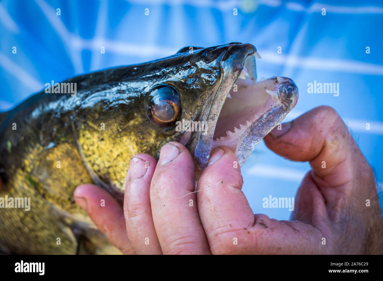Pike perch Stizostedion Lucioperca Zander with open mouth in the hands ...