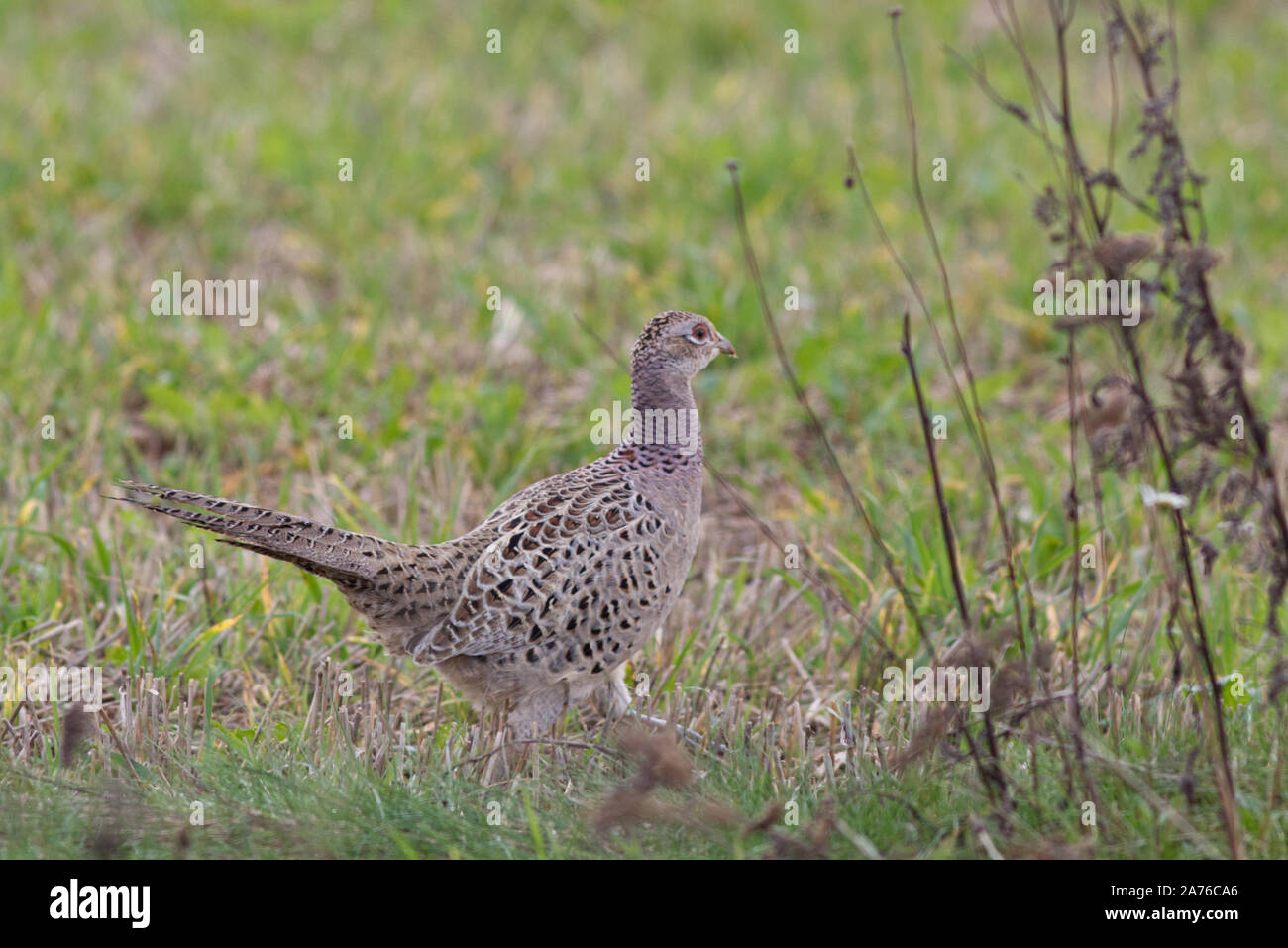 Young pheasants hi-res stock photography and images - Alamy