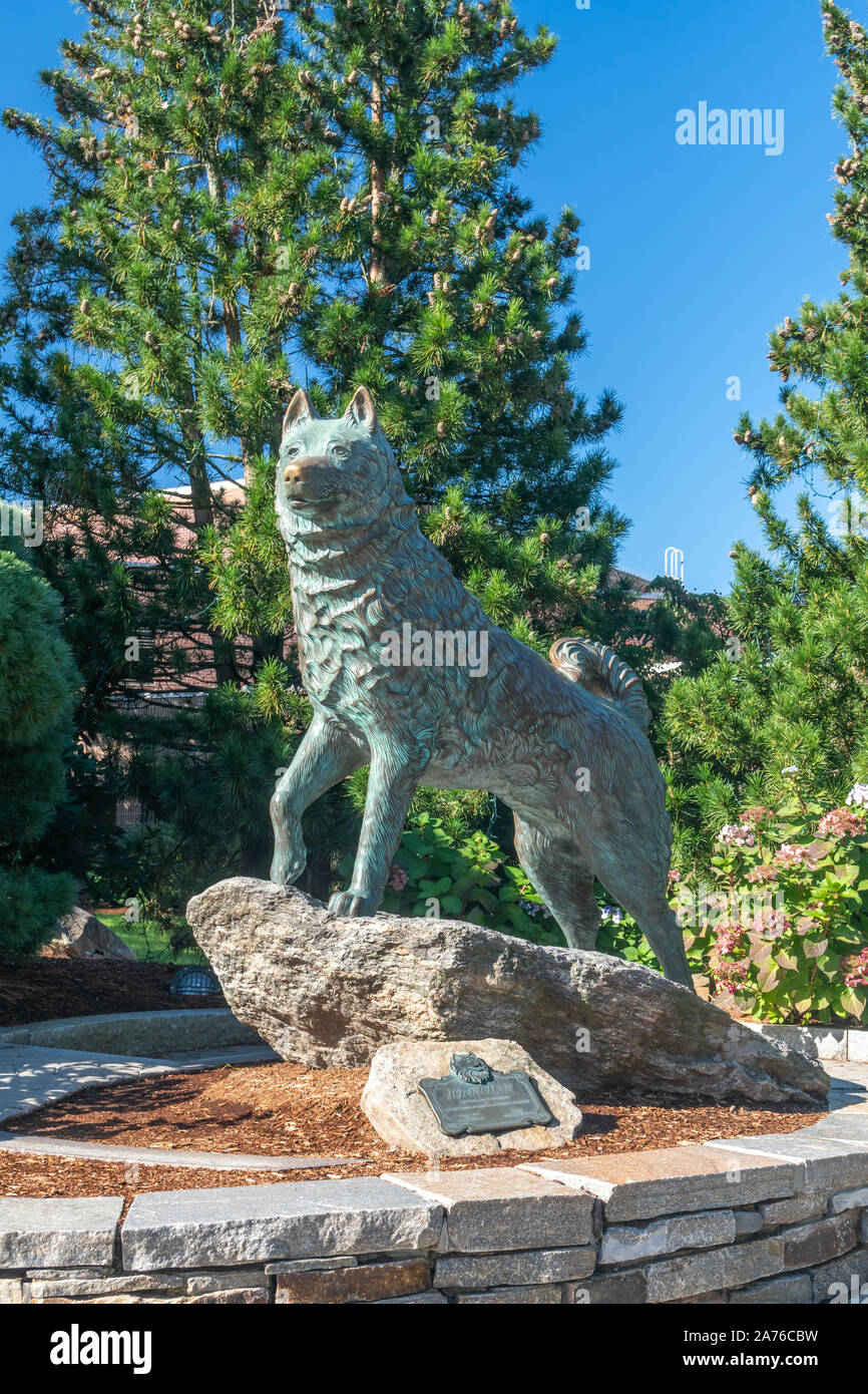 Uconn Husky Statue