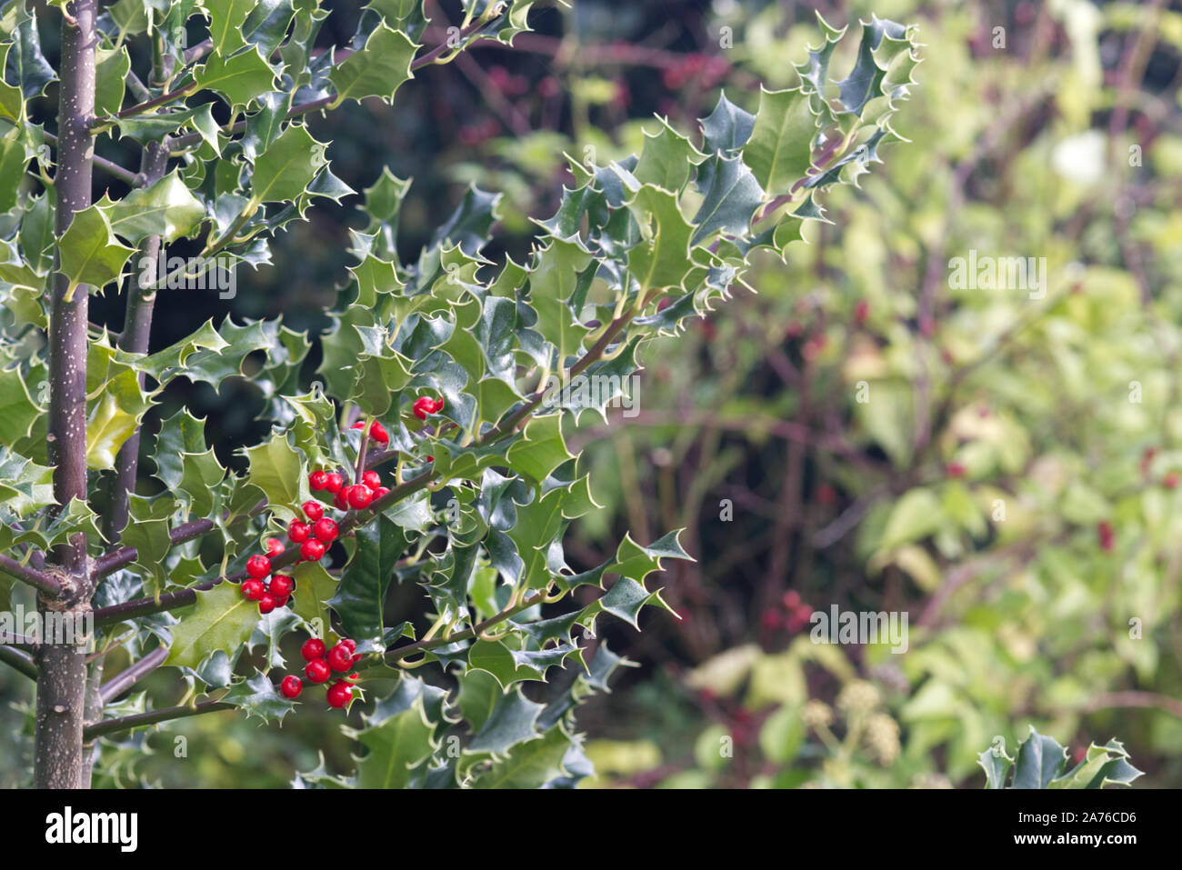Cluster of holly berries hi-res stock photography and images - Alamy