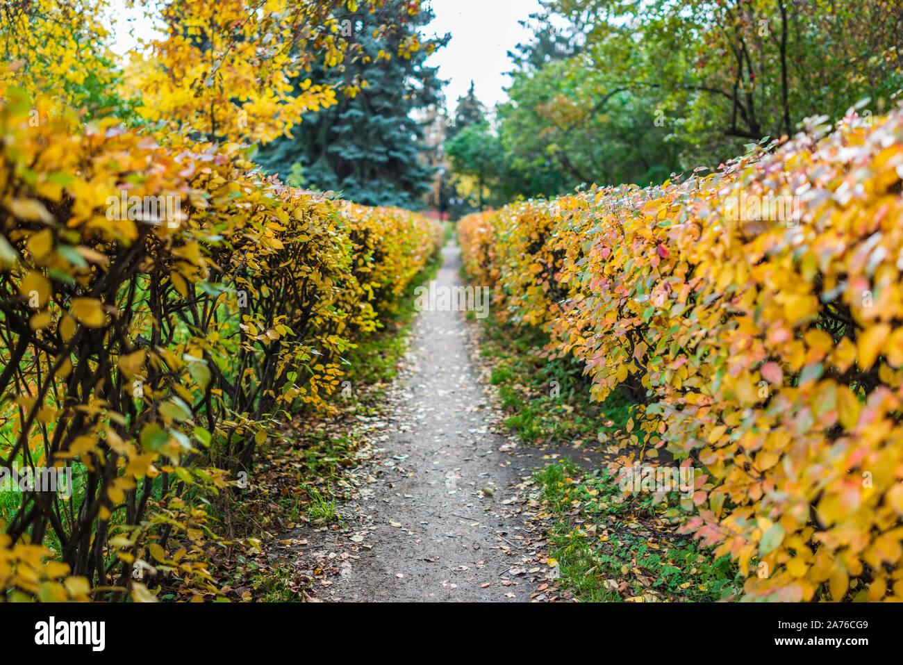 Path with fallen leaves in the autumn park between the bushes with ...