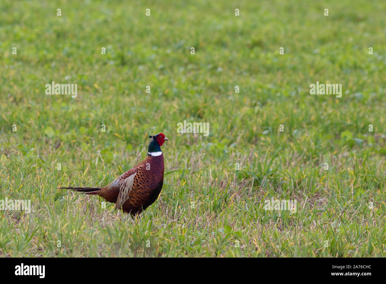 Male Pheasant in a field Stock Photo - Alamy