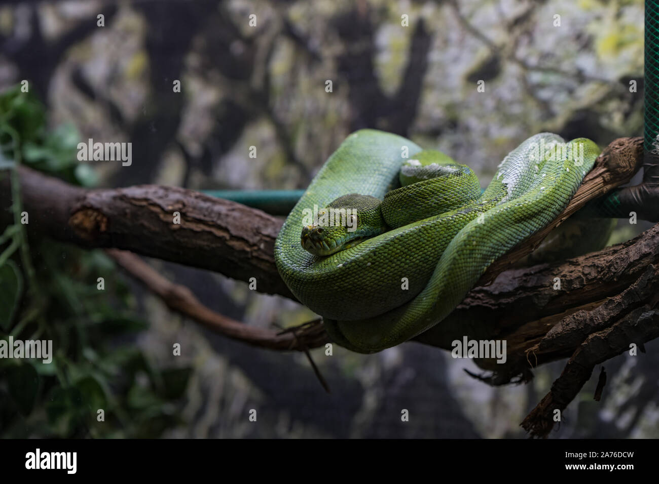 Green snake hanging on branch, ready to attack with fatal venom Stock ...