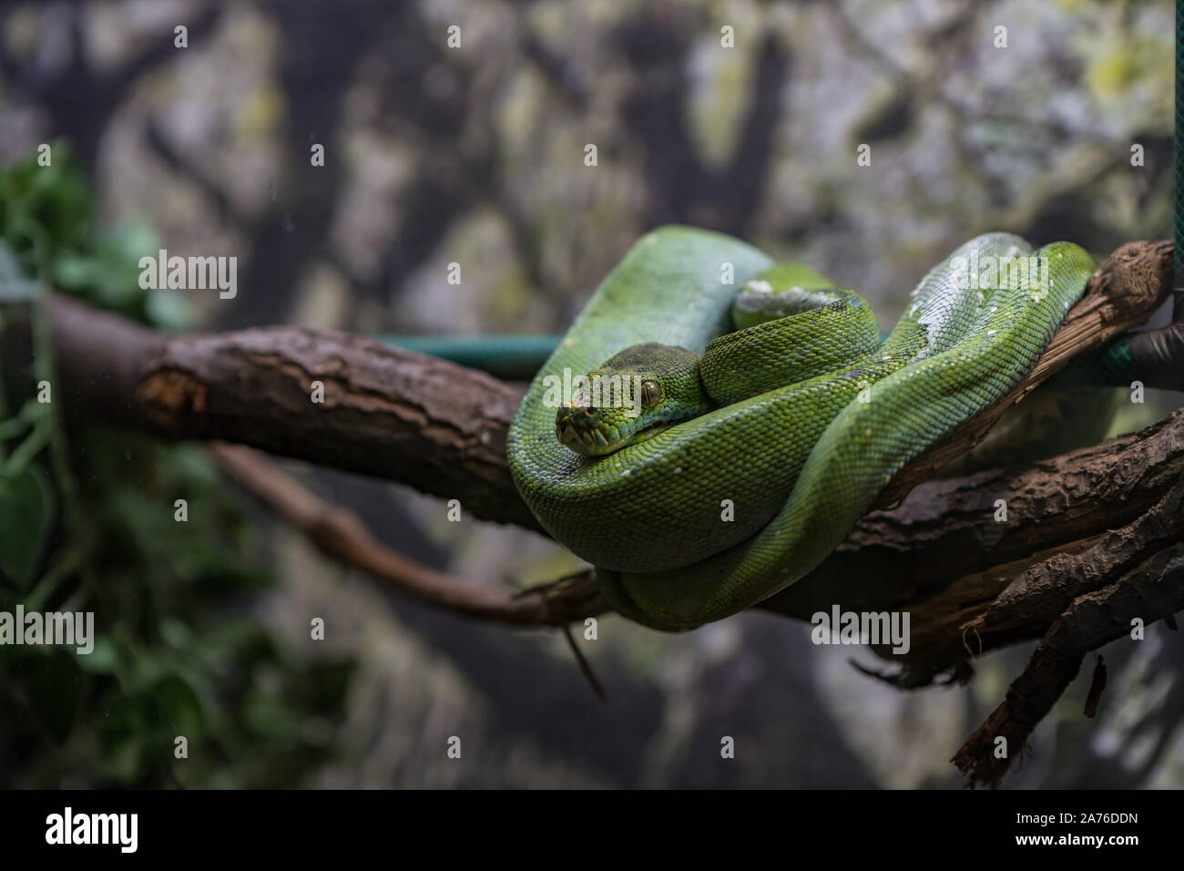 Tree Snake Hanging High Resolution Stock Photography and Images - Alamy