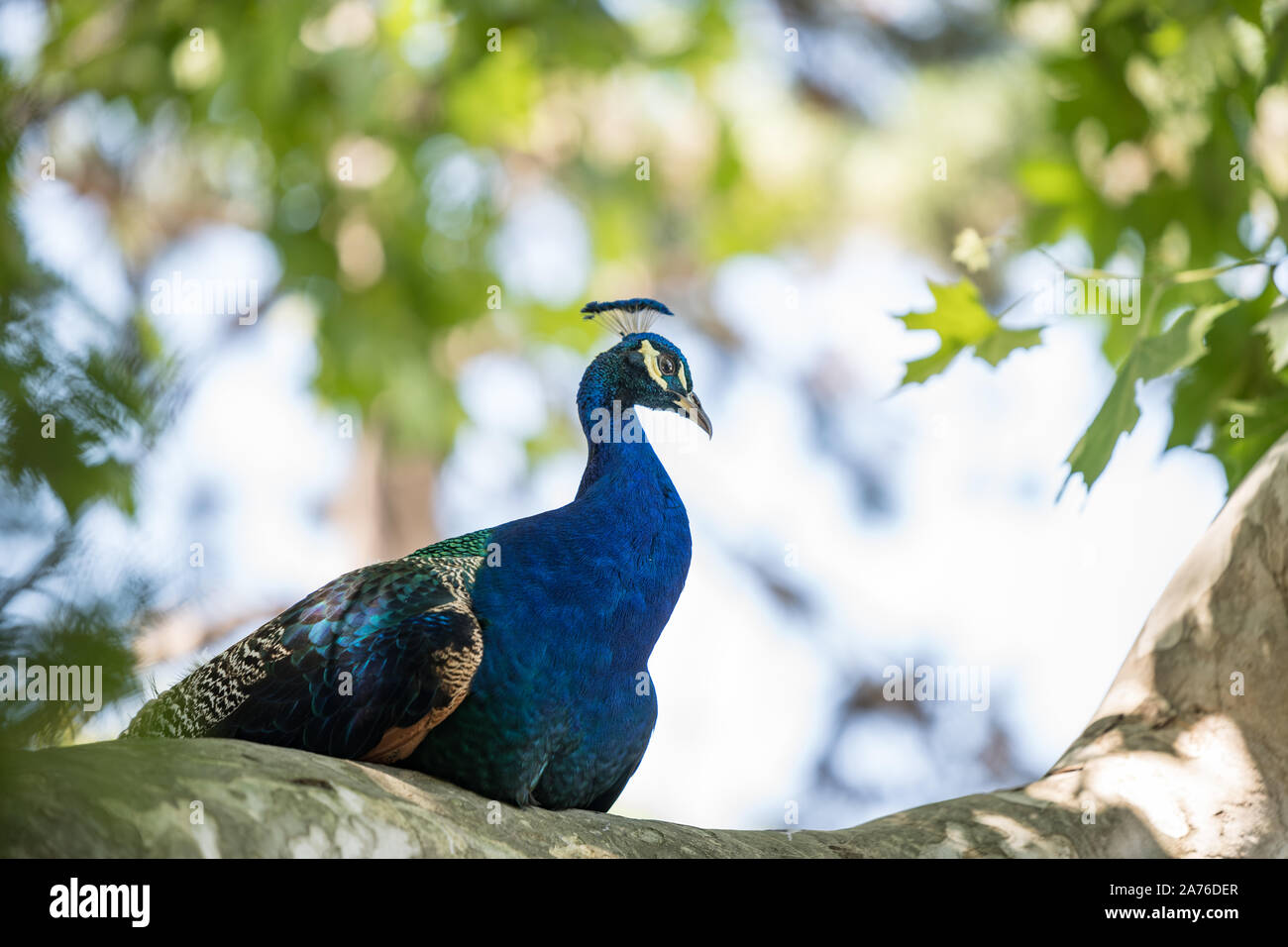 Dark blue tropical peacock hi-res stock photography and images - Alamy