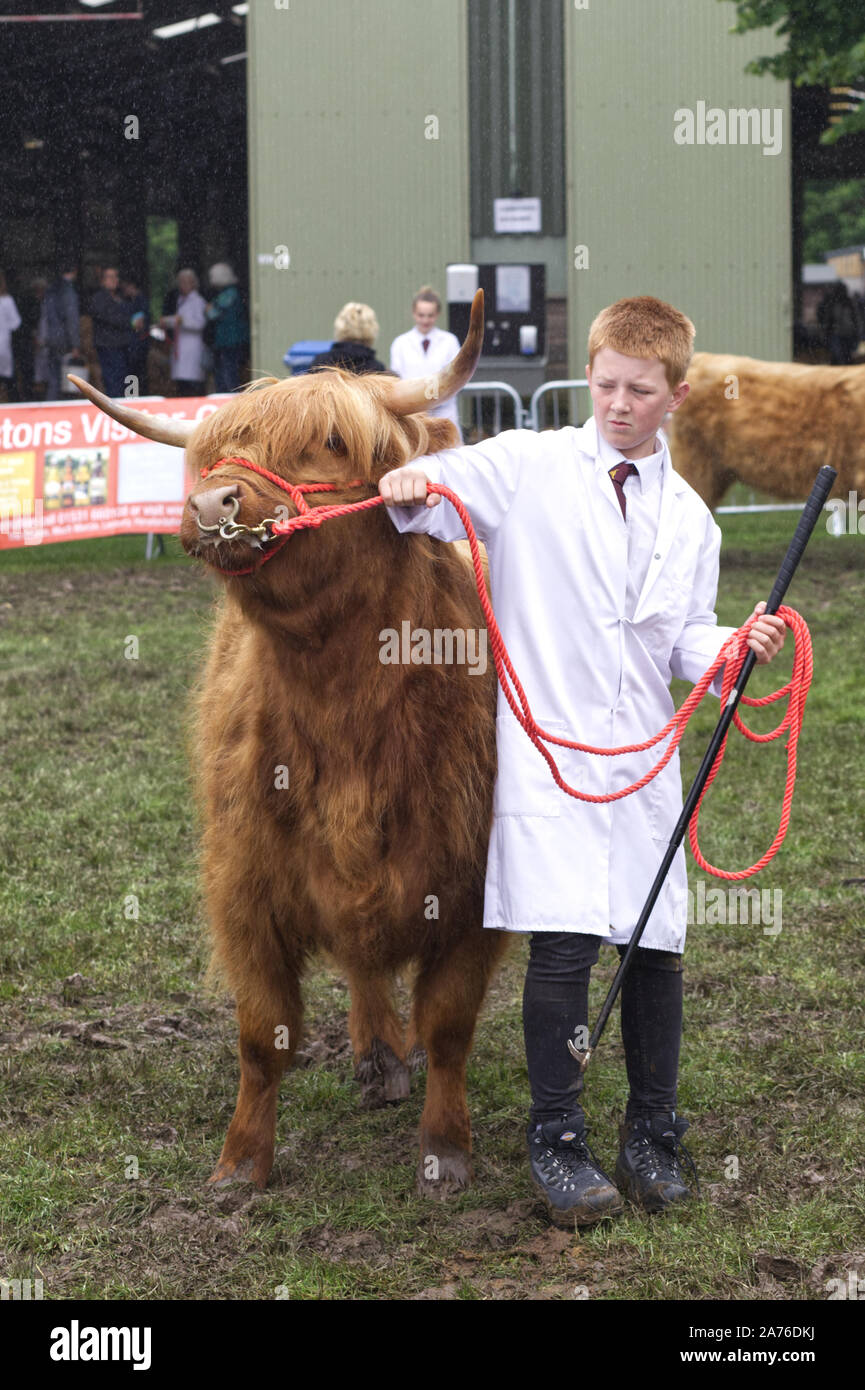 Highland cow in mud hi-res stock photography and images - Alamy