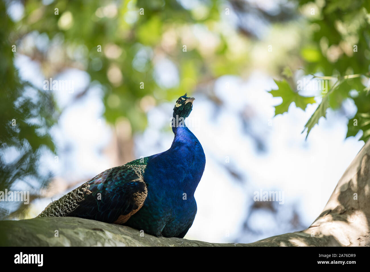 Peafowls plumage hi-res stock photography and images - Alamy
