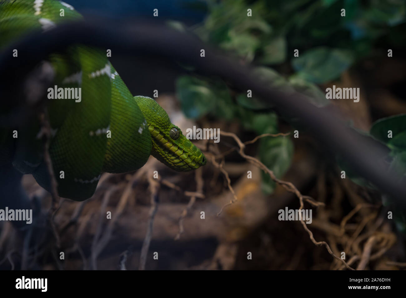 Tree snake hanging hi-res stock photography and images - Alamy