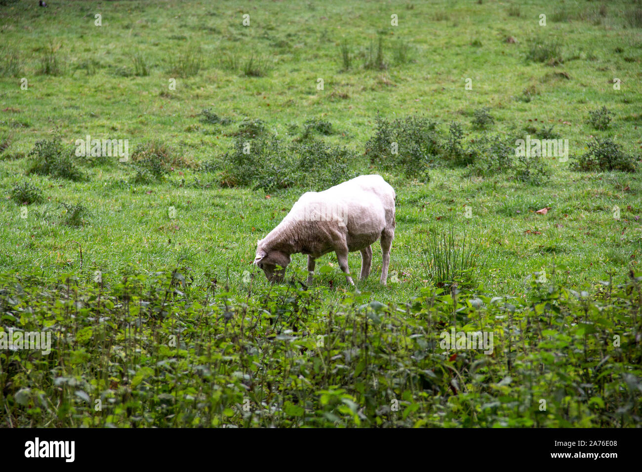 Single white sheep eating fresh green grass Stock Photo - Alamy