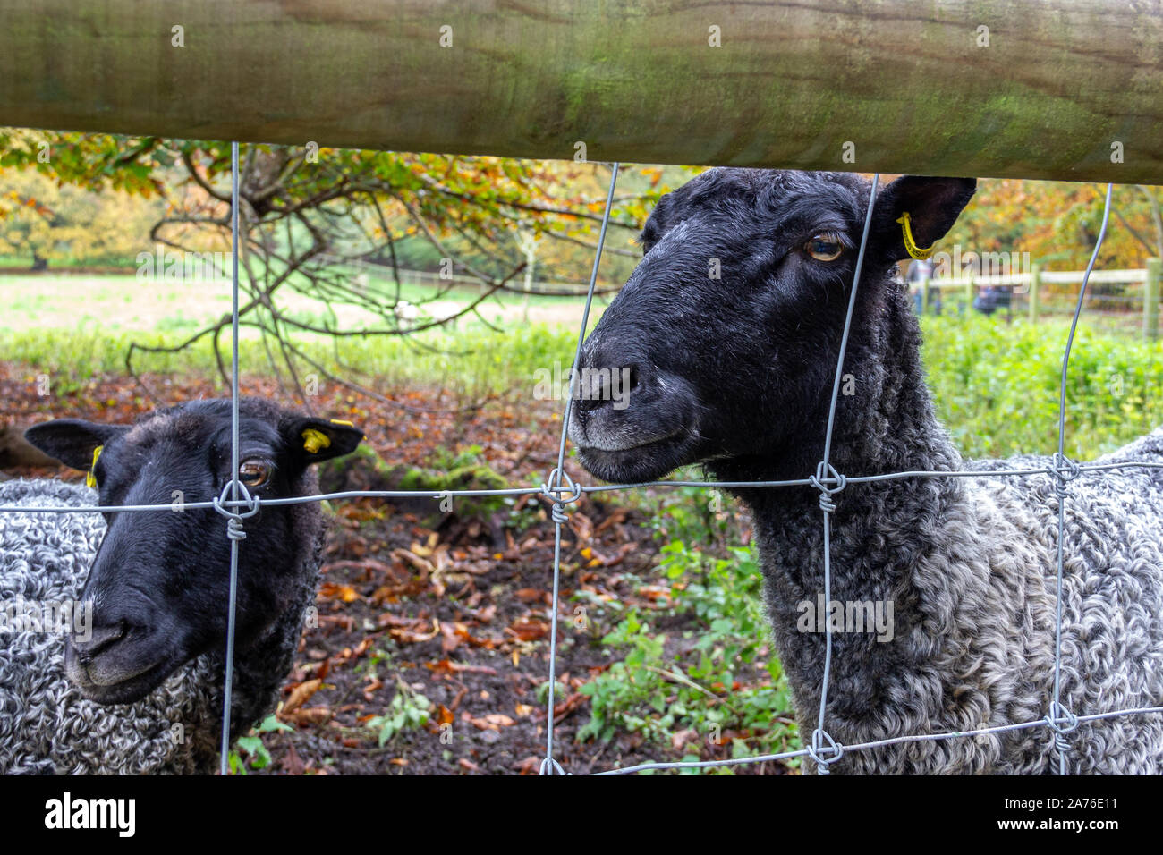 Two black sheep behind a fence Stock Photo - Alamy