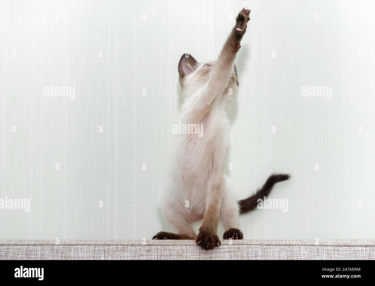 A small kitten sits on the back of the couch and pulls its front paw up ...