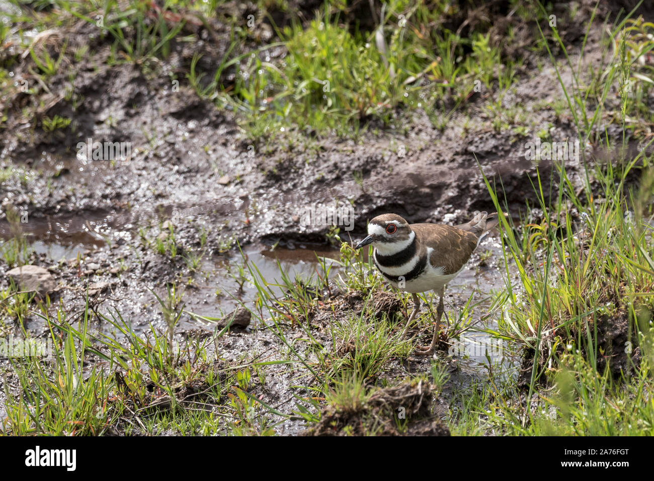 Oregon fauna hi-res stock photography and images - Alamy