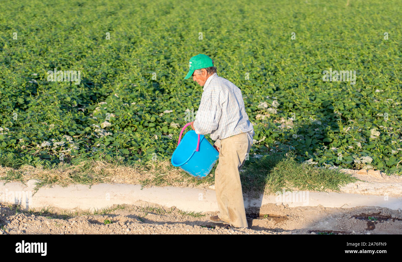 Old man peasant working at agricultural plantation in Spain during ...
