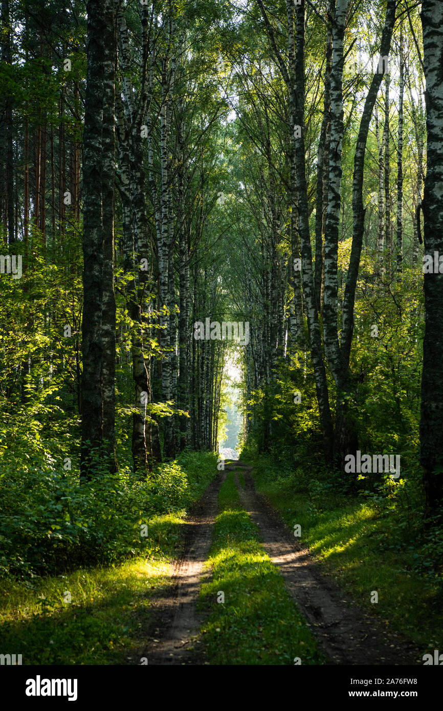 Path sunny summer forest nature hi-res stock photography and images - Alamy