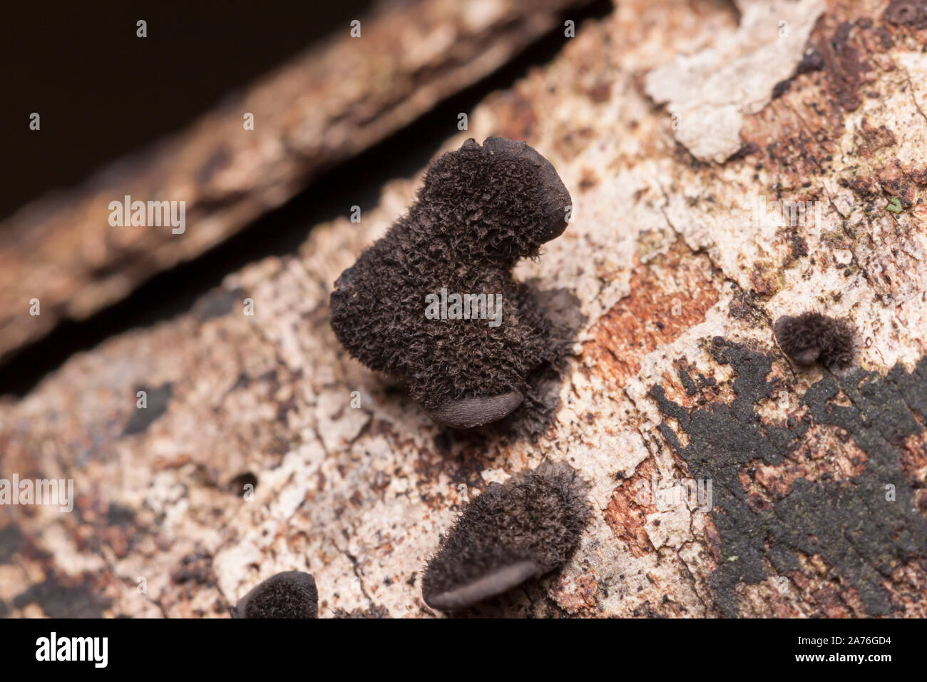 Hexagonia hydnoides, a plant pathogen, growing on a decaying tree ...