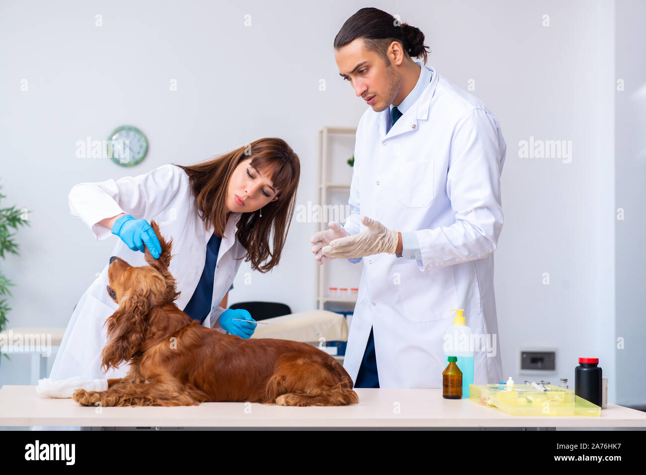 The vet doctor examining golden retriever dog in clinic Stock Photo - Alamy
