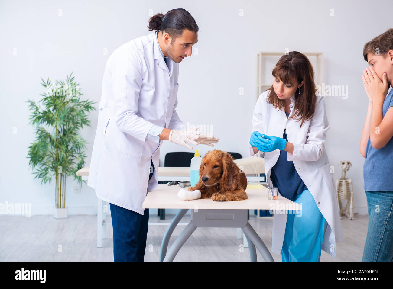 The vet doctor examining golden retriever dog in clinic Stock Photo - Alamy