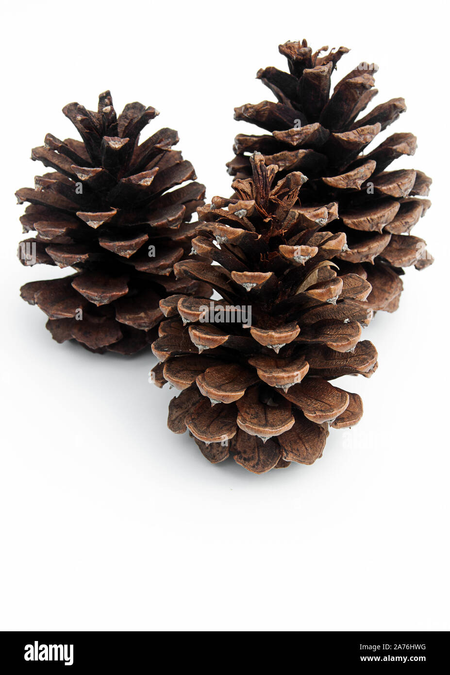 3 pinecones isolated on a light background with room for text Stock ...