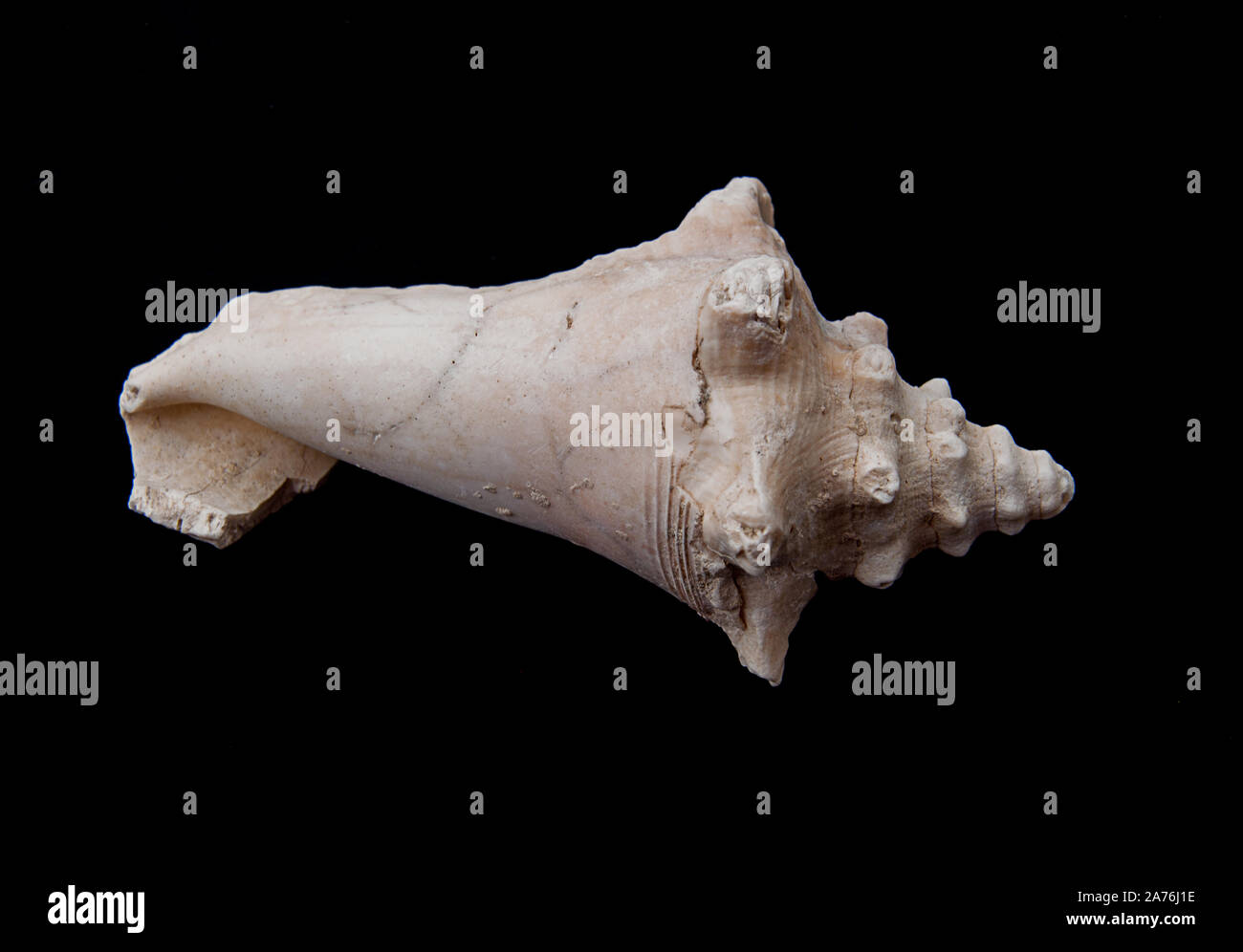 One seashell isolated hi-res stock photography and images - Alamy