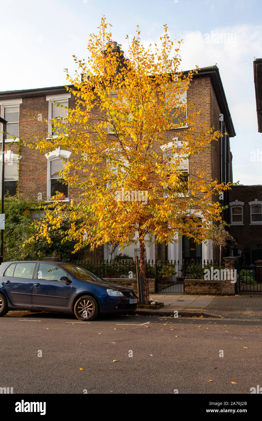 River Birch (Betula nigra) street tree, Hackney, London in the autumn ...